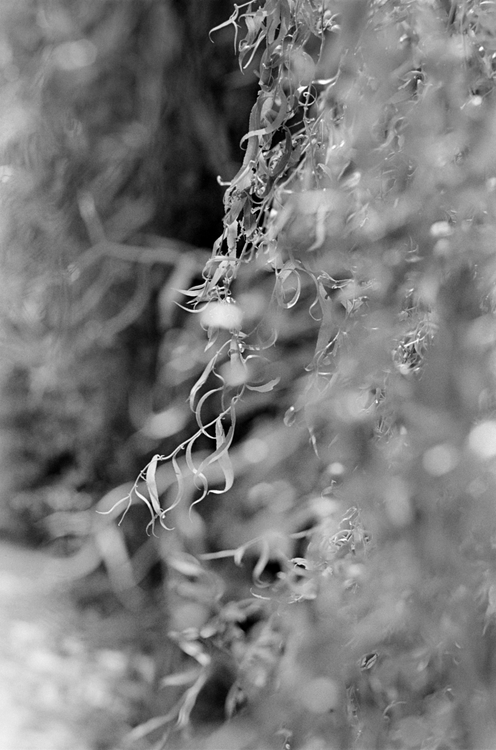 Arboretum Curtain - Photography by Tim Thulson