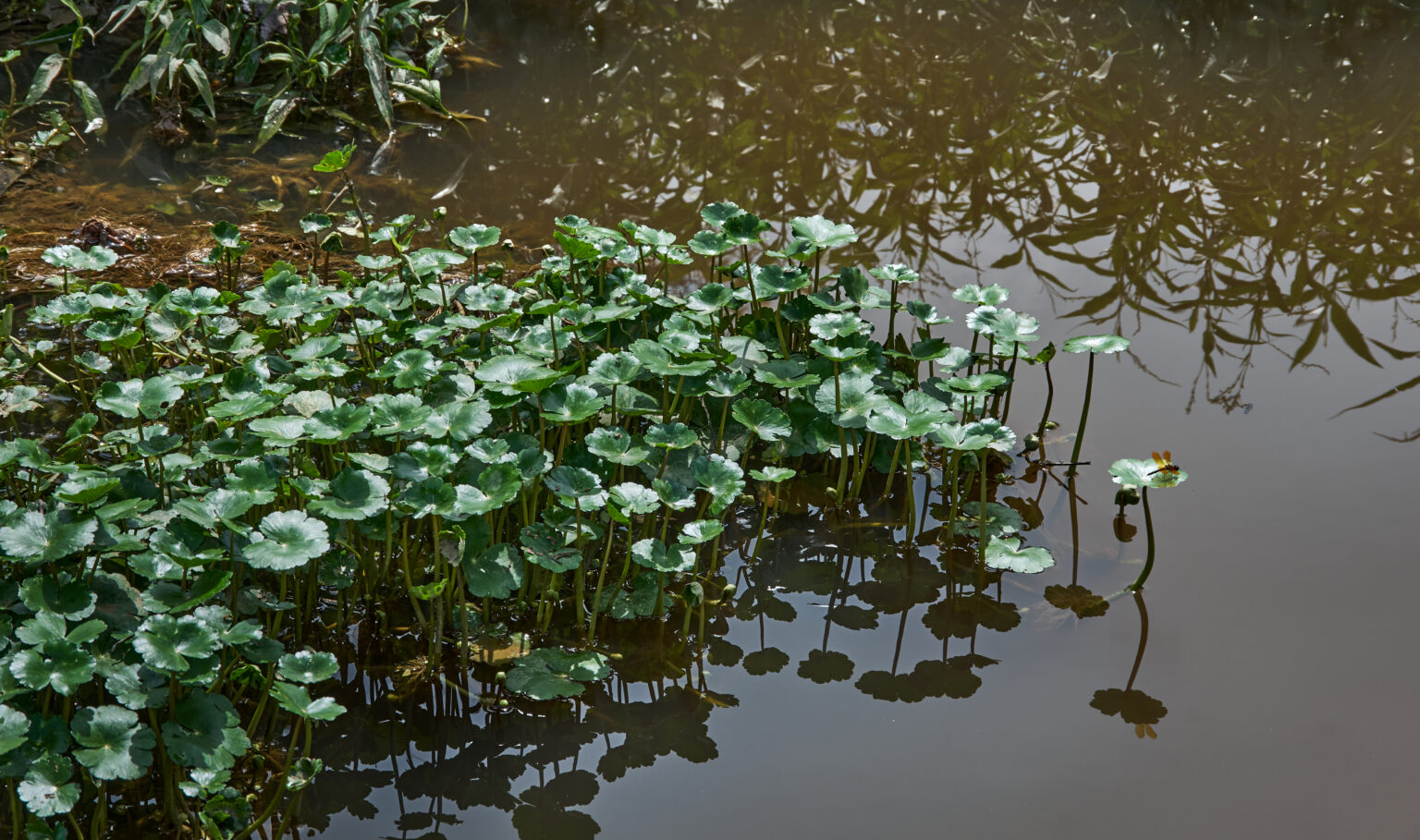 Wetland Reflections - Photography by Tim Thulson